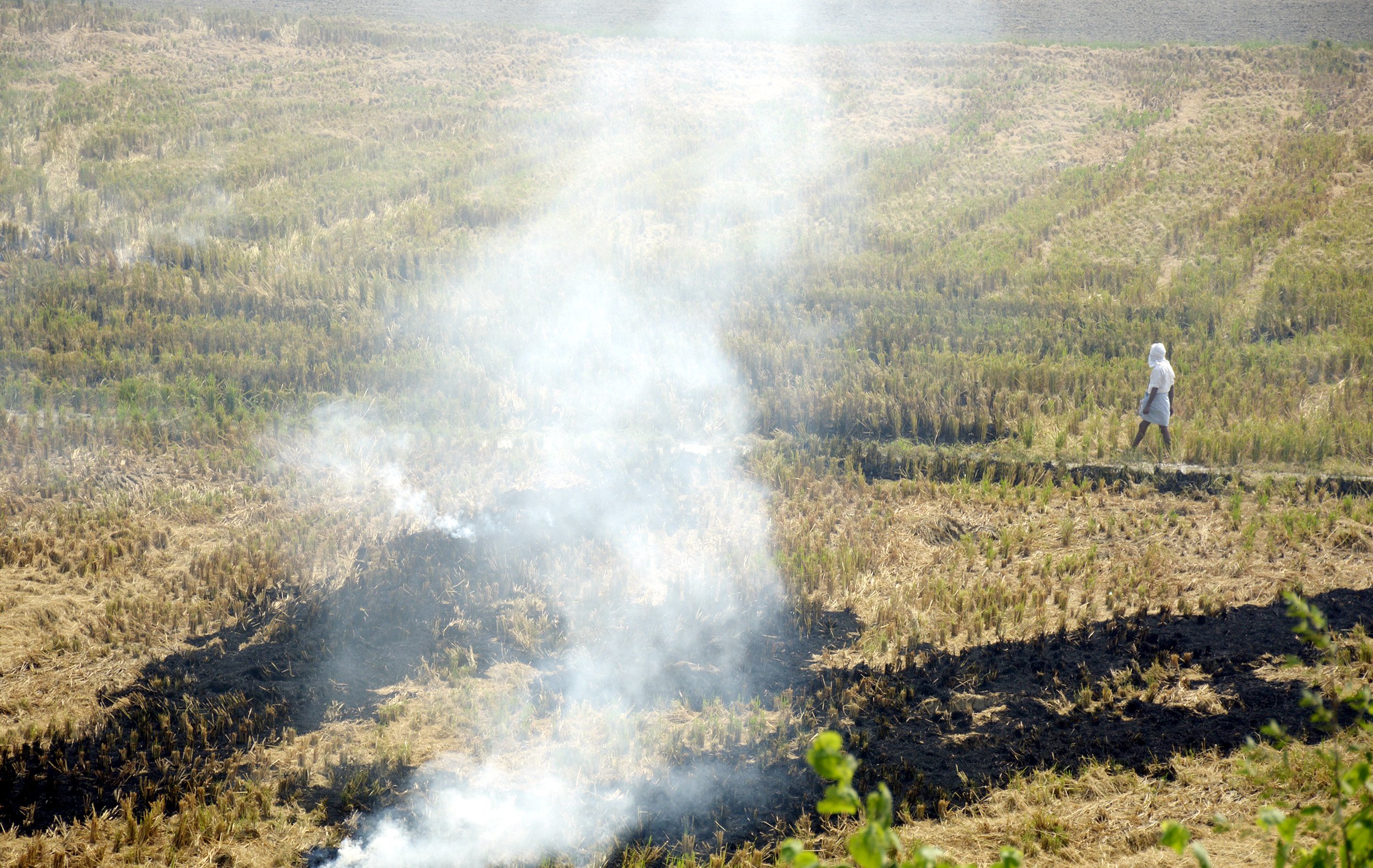 Stubble burning: Centre to offer financial help for torrefaction ...
