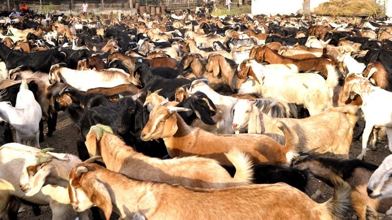 Why no three-legged animals?