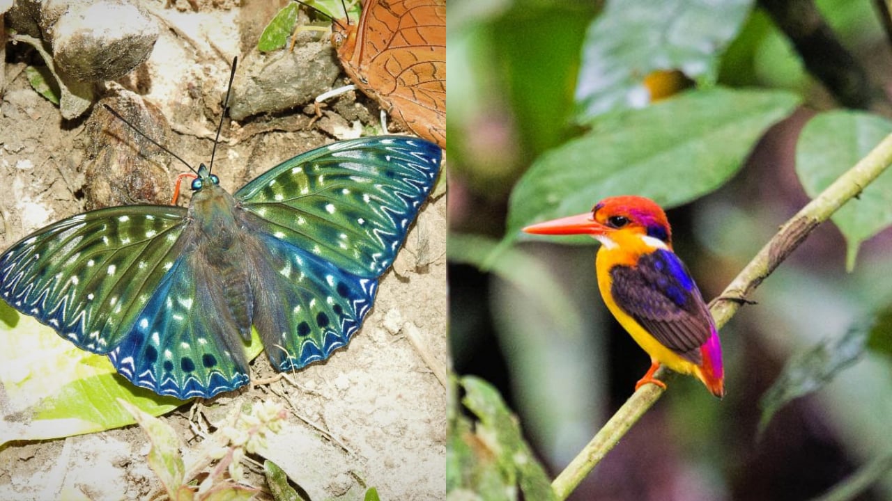 #DekhoApnaDesh: Assam's newly upgraded Dehing Patkai National Park is ...