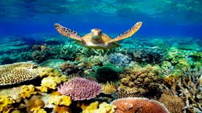 Two-thirds of Great Barrier Reef damaged