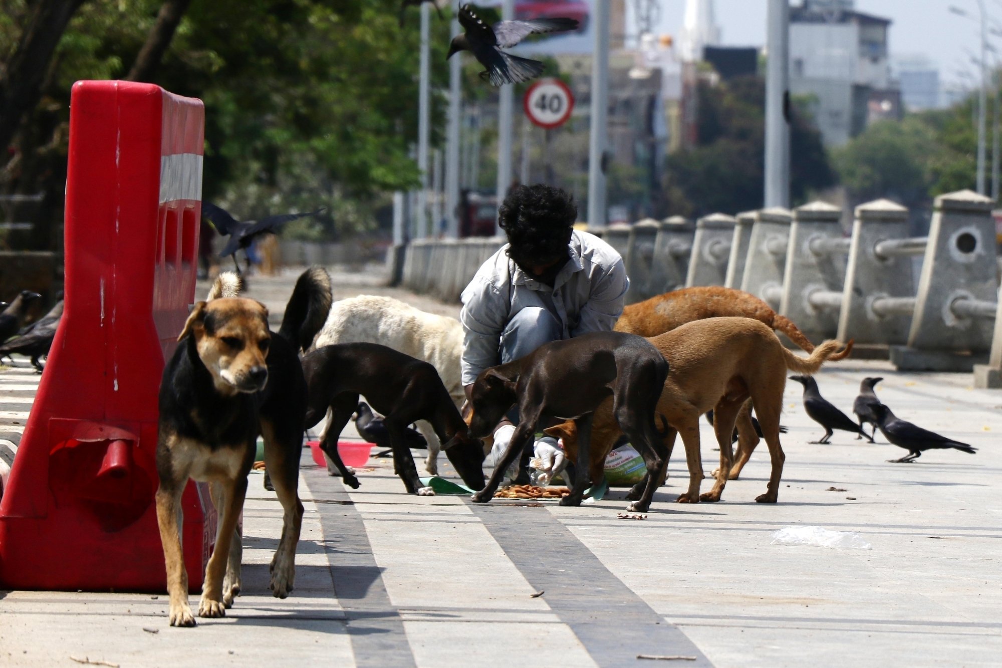 Stray Dogs In Russia