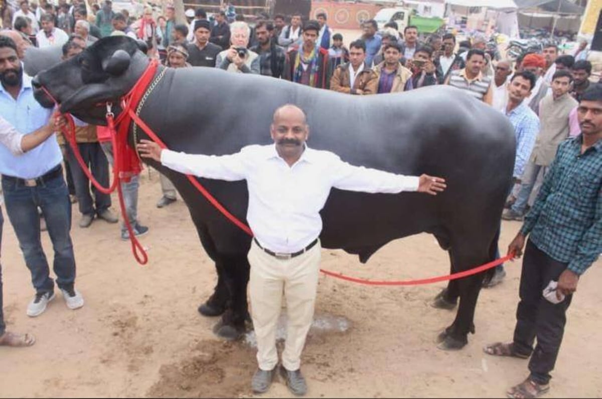 Weighing 1300 Kilograms, Buffalo ‘Bheem’ Worth Rs 14 Crore Becomes ...