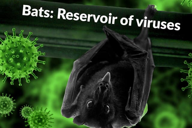 How Bats, The Reservoir Of Viruses, Can Live With Coronavirus Without ...