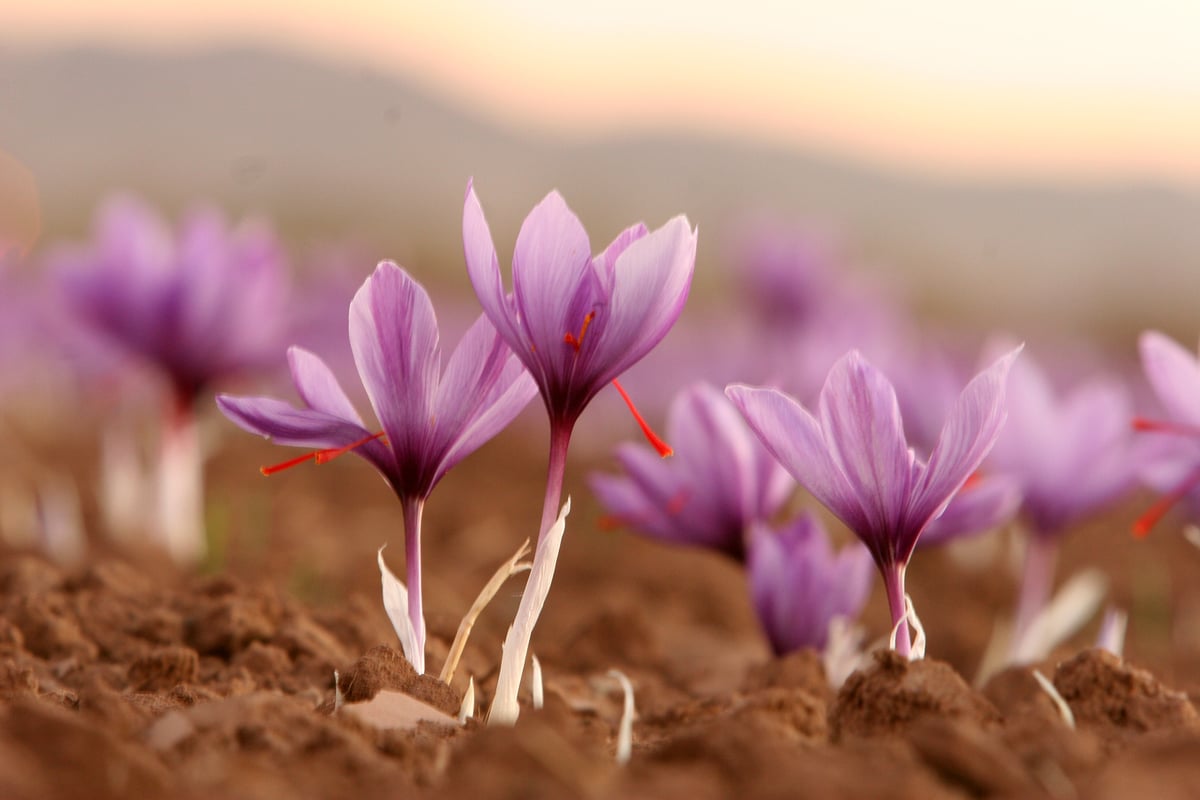 After Jammu And Kashmir, Saffron Cultivation Likely To Be Expanded To ...