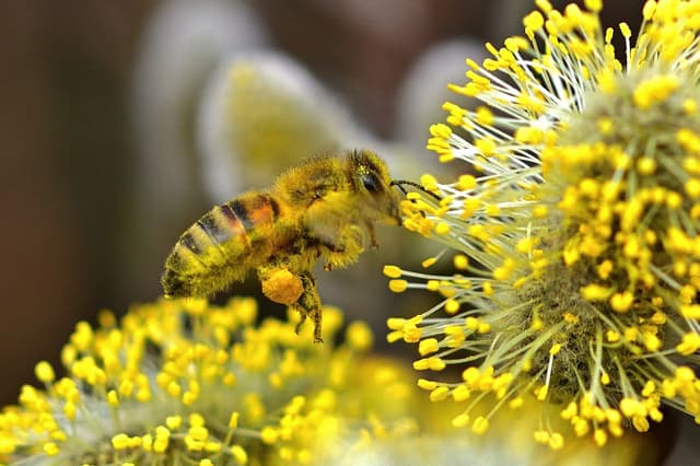 Uttarakhand Gives India Its First Pollinator Park With Diverse Flora To ...