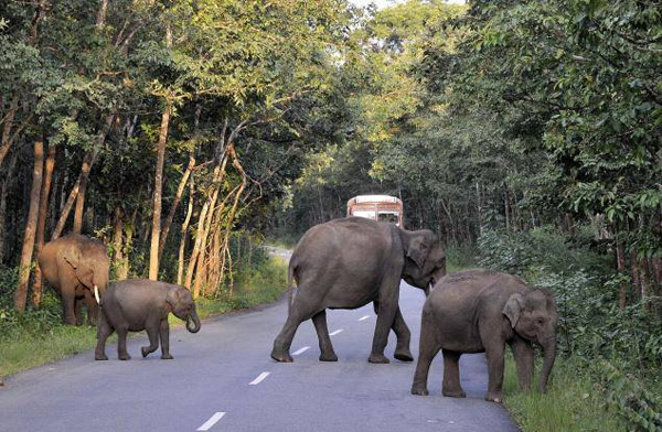 Karnataka Needs To Urgently Address Deforestation And Habitat ...
