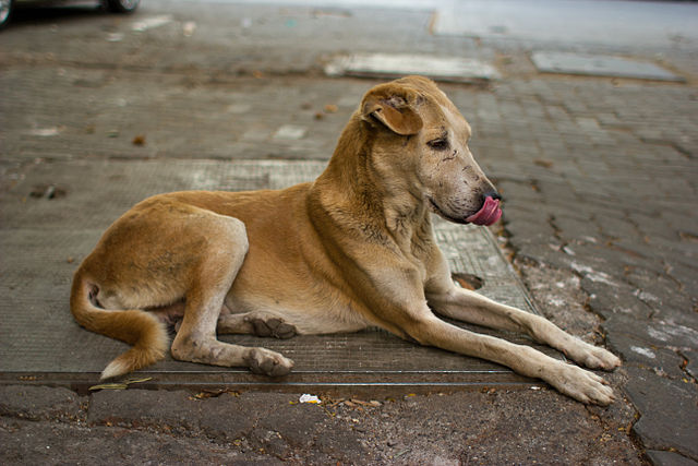 In The Name Of Animal Welfare: How India’s National Policy On Stray ...