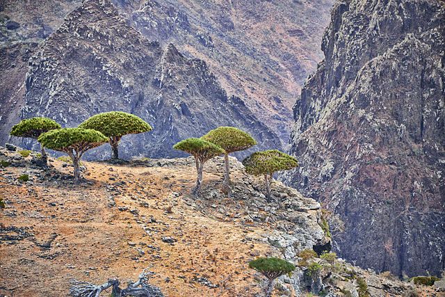 Socotra: The Deep Indic Roots Of One Of The Remotest Places On Earth