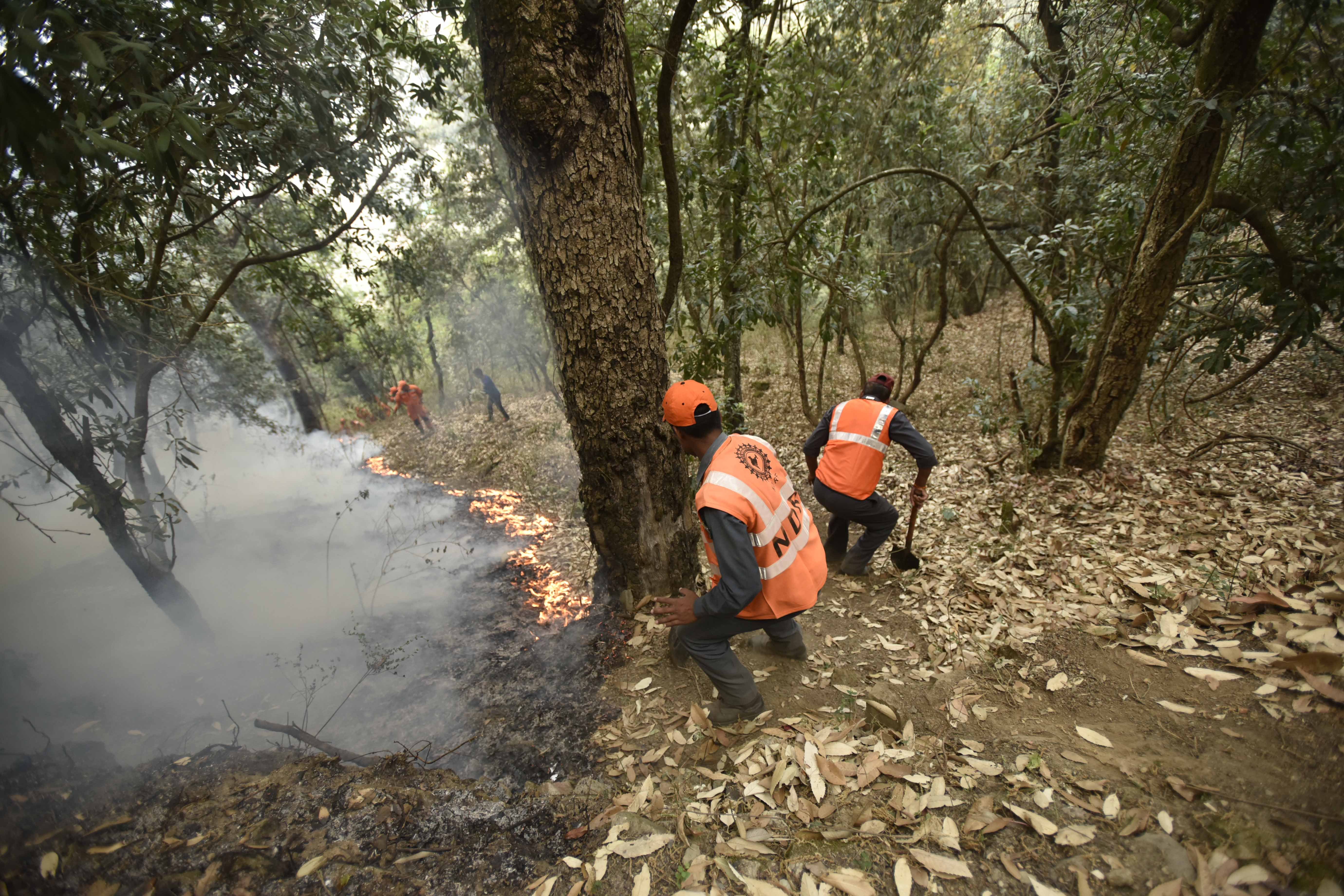 Uttarakhand: Forest Fires Destroy Over 3,000 Hectares Of Green Cover ...