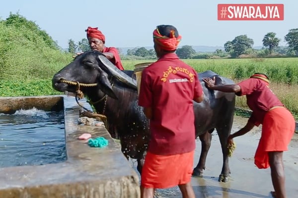[Watch] Kambala: A Celebration Of Crop, Cattle, And Community Living