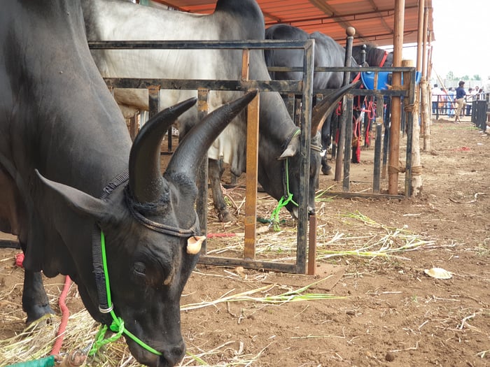 Anthiyur Cattle Fair: Where The Best Native Cattle Breeds Turn Up