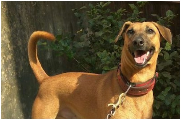 Tamil Nadu’s Combai Dog Known For Its Ferocity And Strength Joins CRPF ...