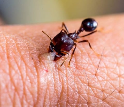Fire Ant Bites - Protect Yourself against Them