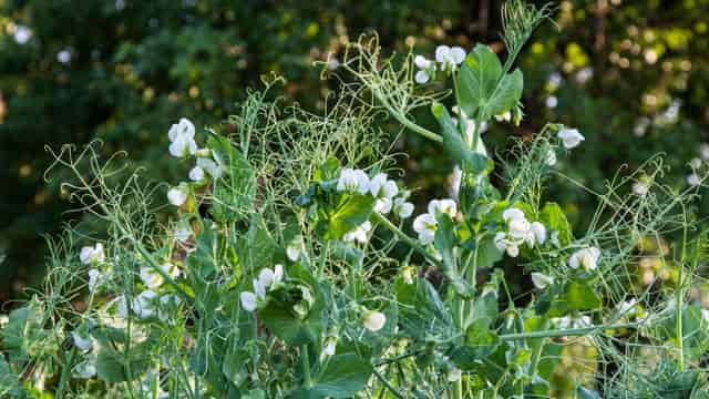 As Prices of Pulses Soar, Can Khesari Dal Be an Alternative? - The Quint