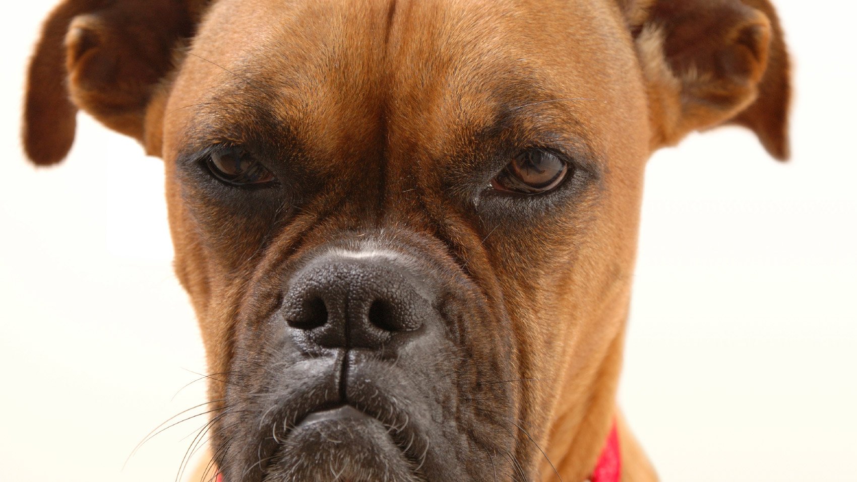 Dogs Snub People Who Are Mean to Their Owners: Study - The Quint