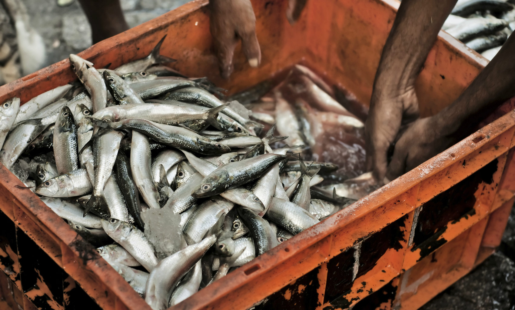 Spawning Something Fishy: Why Fish Formaldehyde is a Deadly Recipe ...