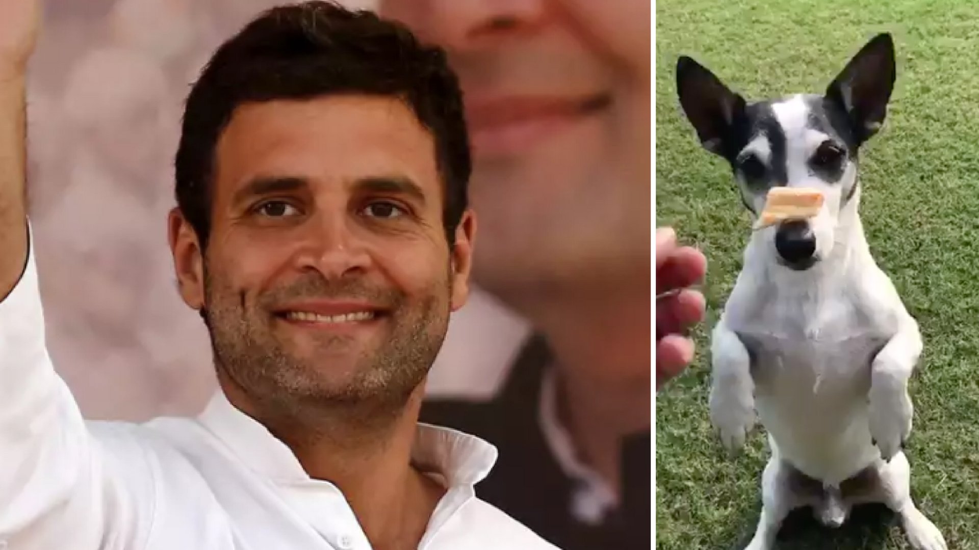 Rahul Gandhi’s Celebrity Pet Pidi Has Found a New Friend - The Quint