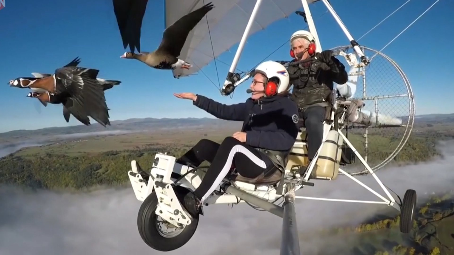 This Man is Flying With Migratory Birds to Guide Them - The Quint