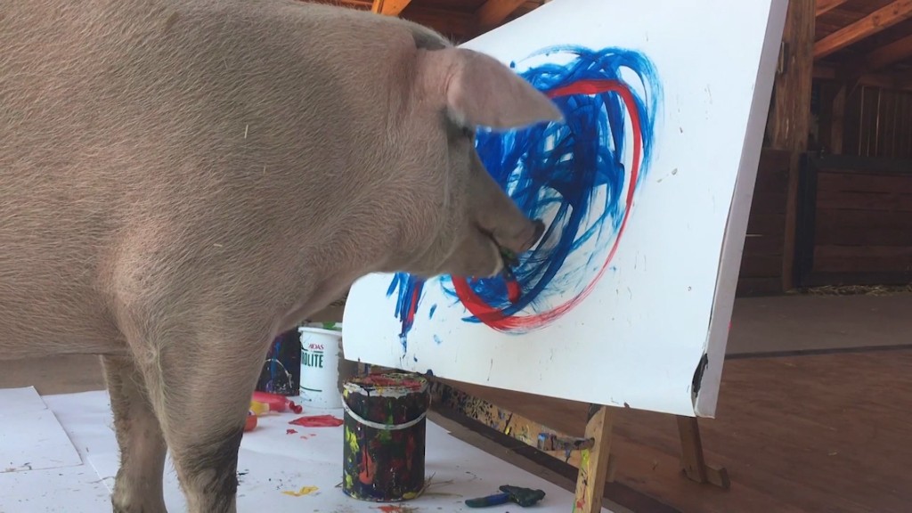 Pigcasso the Pig Becomes the First Animal to Host Art Exhibition - The ...