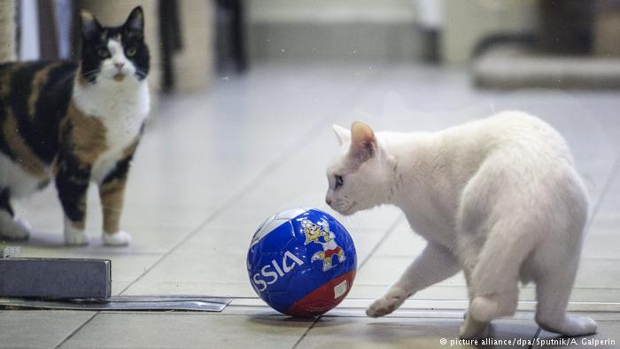 Achilles the Cat Becomes Official Predictor of FIFA Football World Cup ...