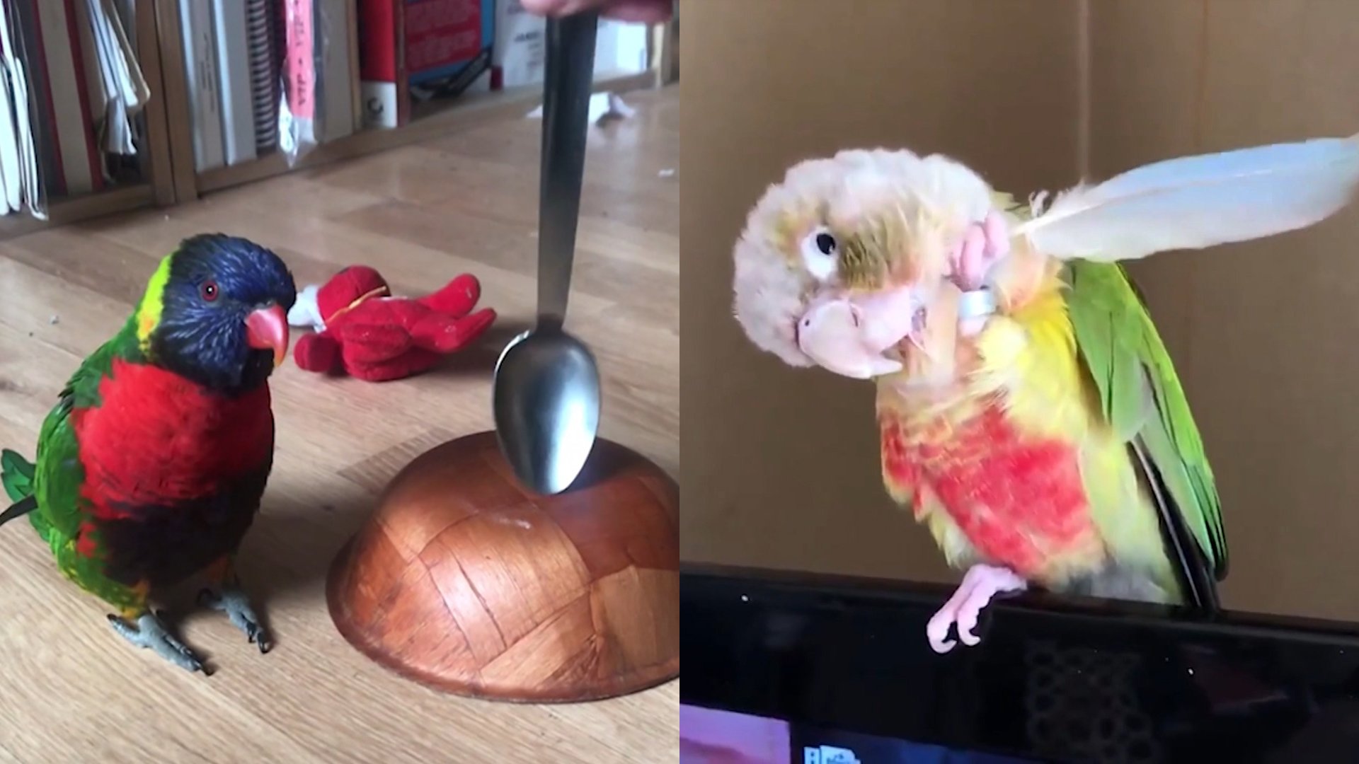 Watch: Two Parakeets, Two Adorably Weird Habits - The Quint