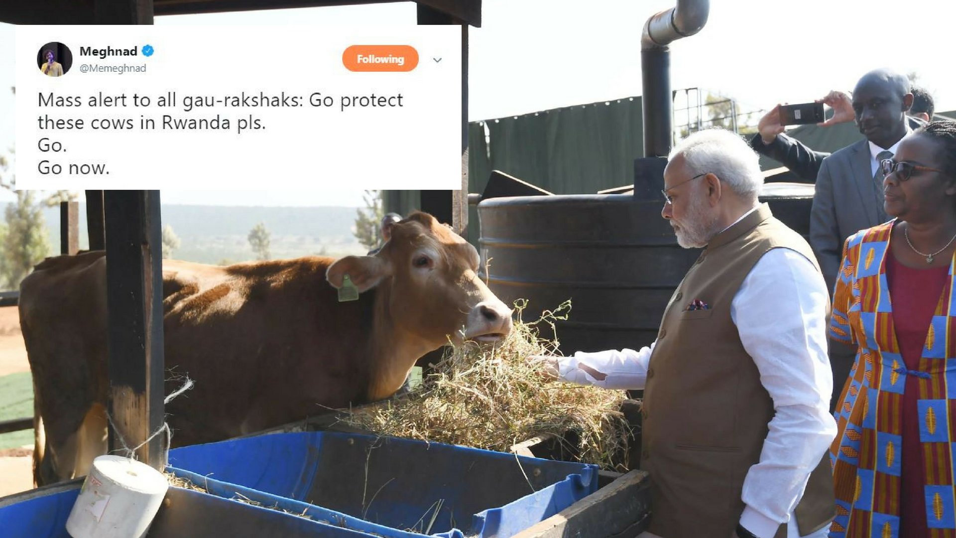 Modi in Rwanda: PM Narendra Modi to Gift 200 Cows to Beef-Eating Nation ...