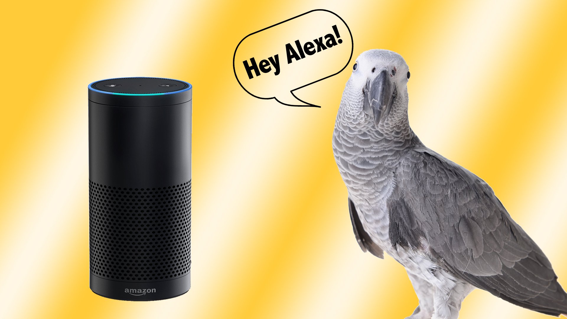 Can a Parrot Really Order Stuff Using Amazon’s Alexa? - The Quint