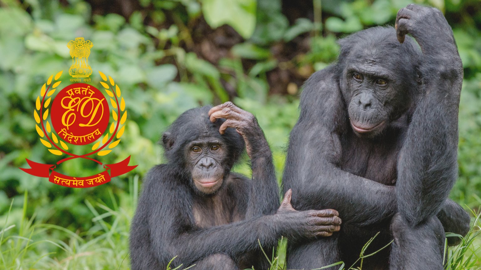 Three Chimpanzees, Four Marmoset Monkeys ‘Attached’ in ED Case, Held in ...