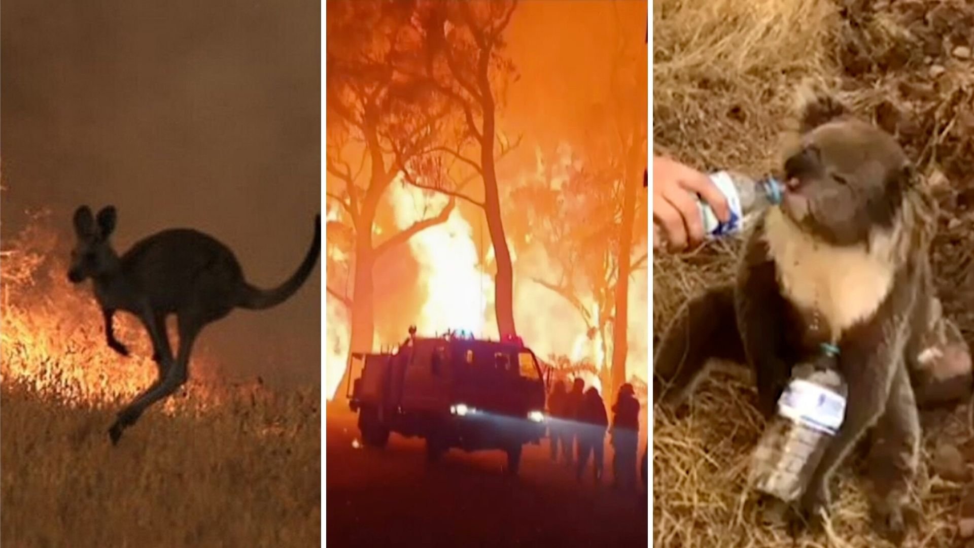 Australia is Burning: All You Need to Know About Deadly Wildfires