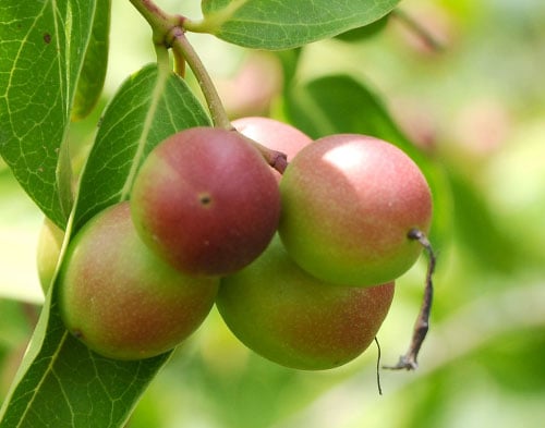 Pasumai Vikatan - 25 October 2014 - களாக்காய்... | kalakai fruits ...