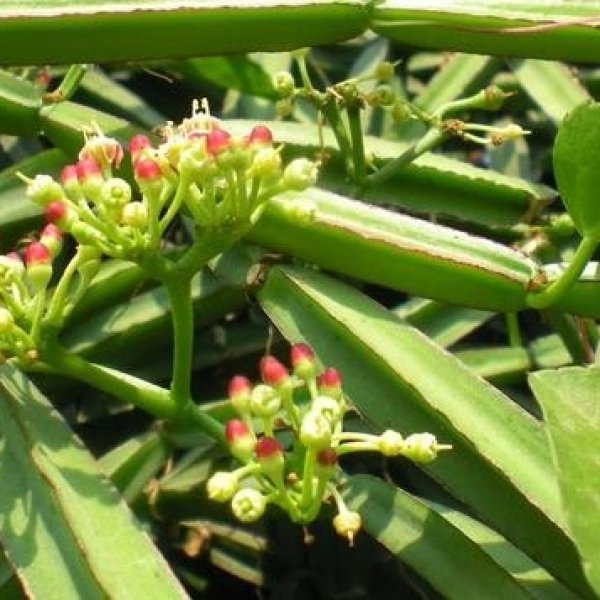 Pirandai: Health Benefits, Uses & Organic Facts